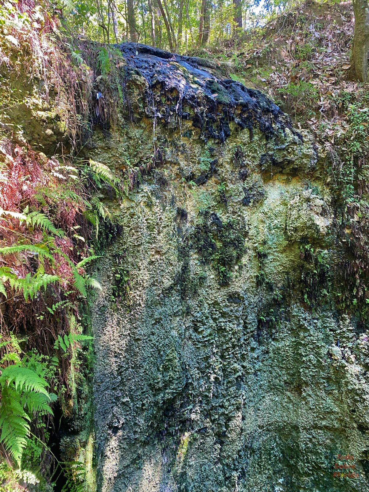 ¿Vale la Pena Visitar Falling Waters State Park?