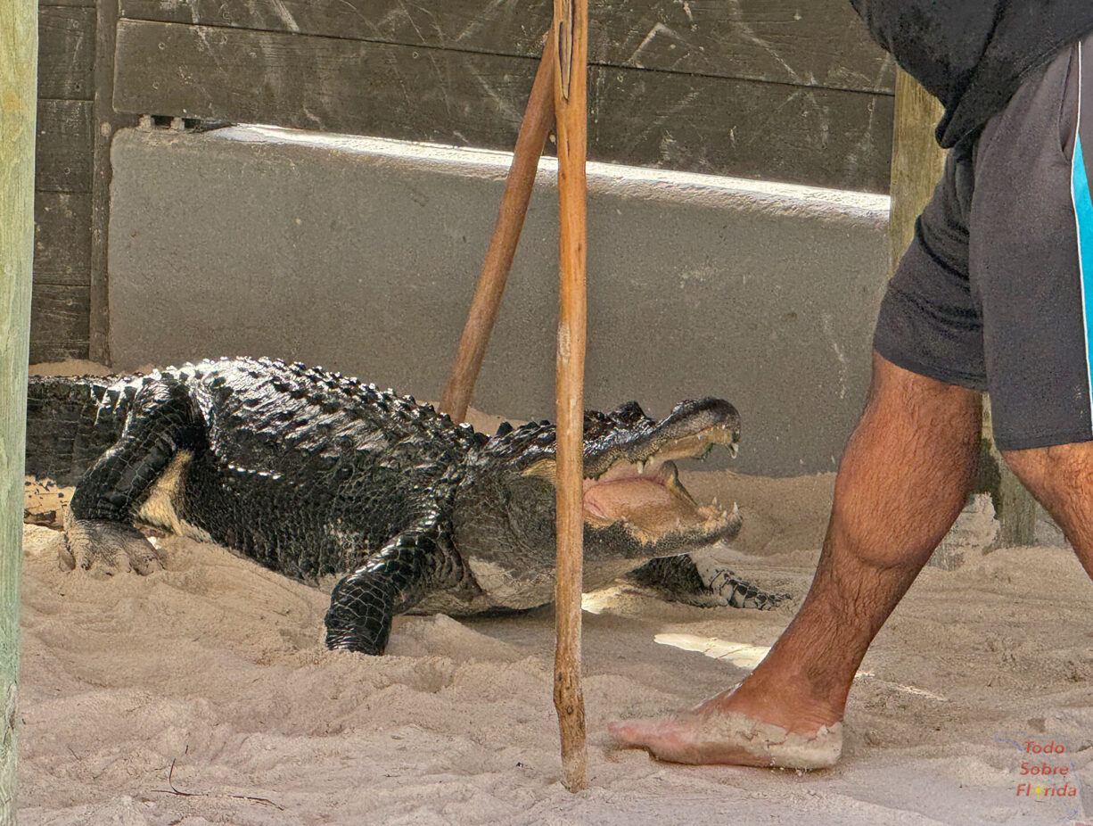 Getting to Know Tamiami Trail: A Journey Through Part of the Everglades ...